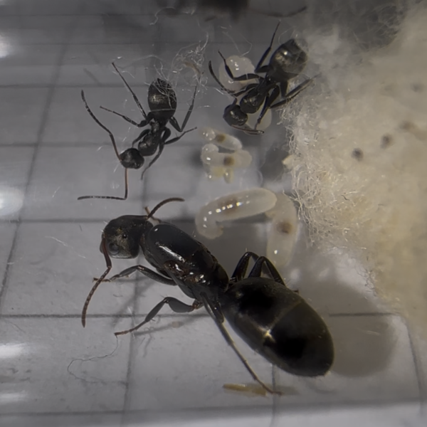 Ameisen Store - Special Ants